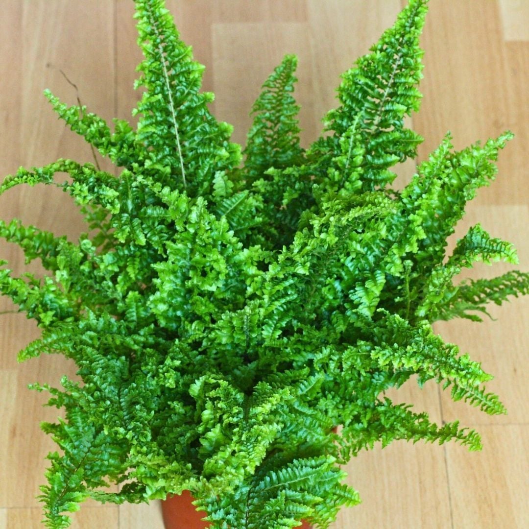 Nephrolepis exaltata Çiçeği - Boston Fern