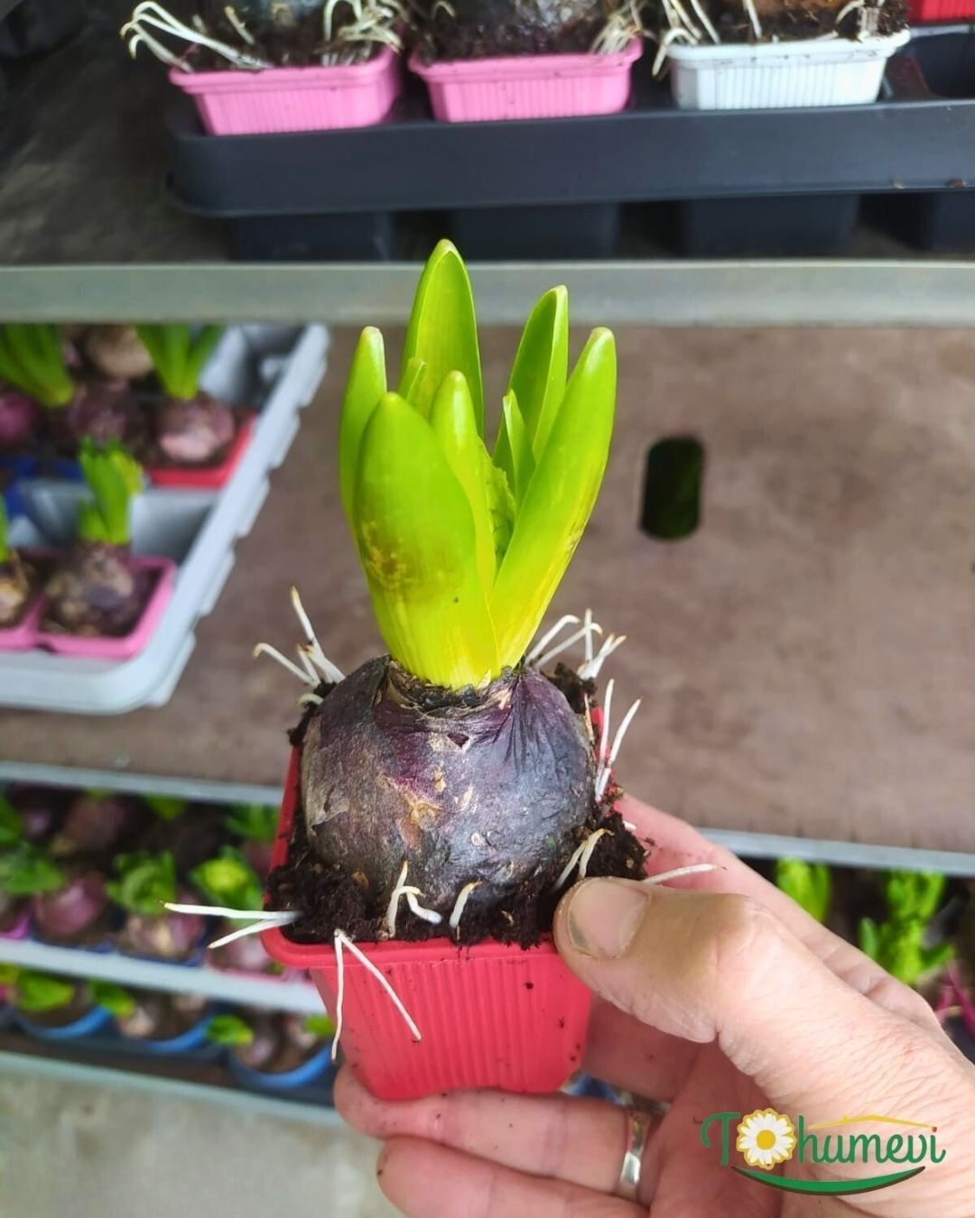 Sümbül Soğanı Mix Paket