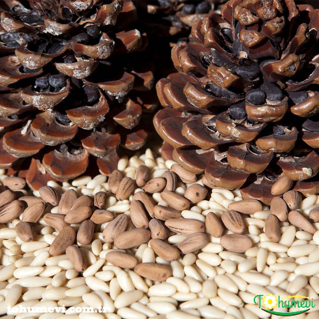 Fıstık Çamı Tohumu - Panaceae