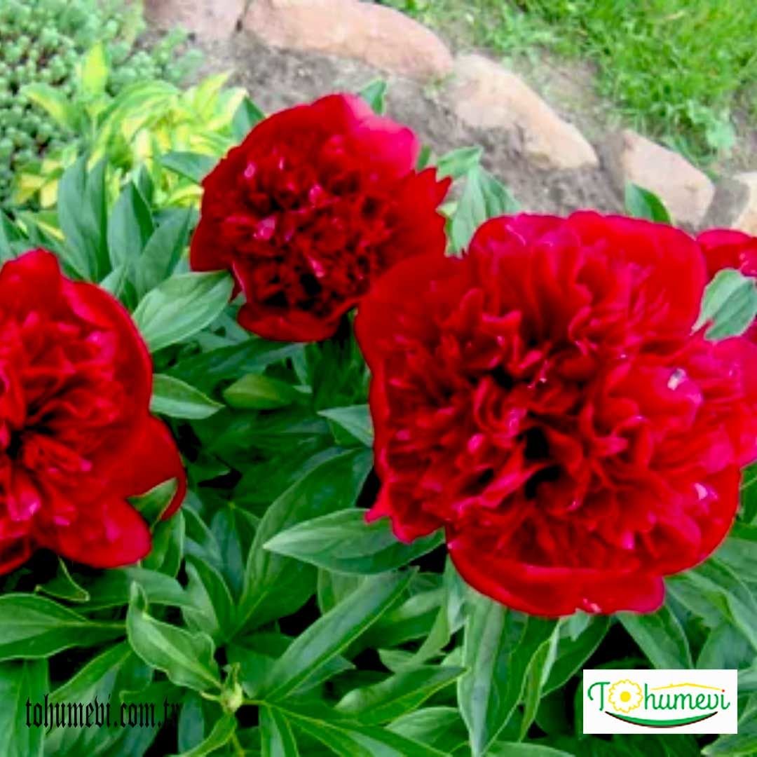 Ağaç Şakayık Rizomu