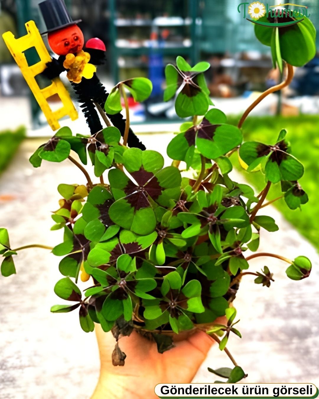 Oxalis Deppei - Süs Yoncası - 8,5 cm Saksı - Yılbaşına Özel Mini Saksı ...