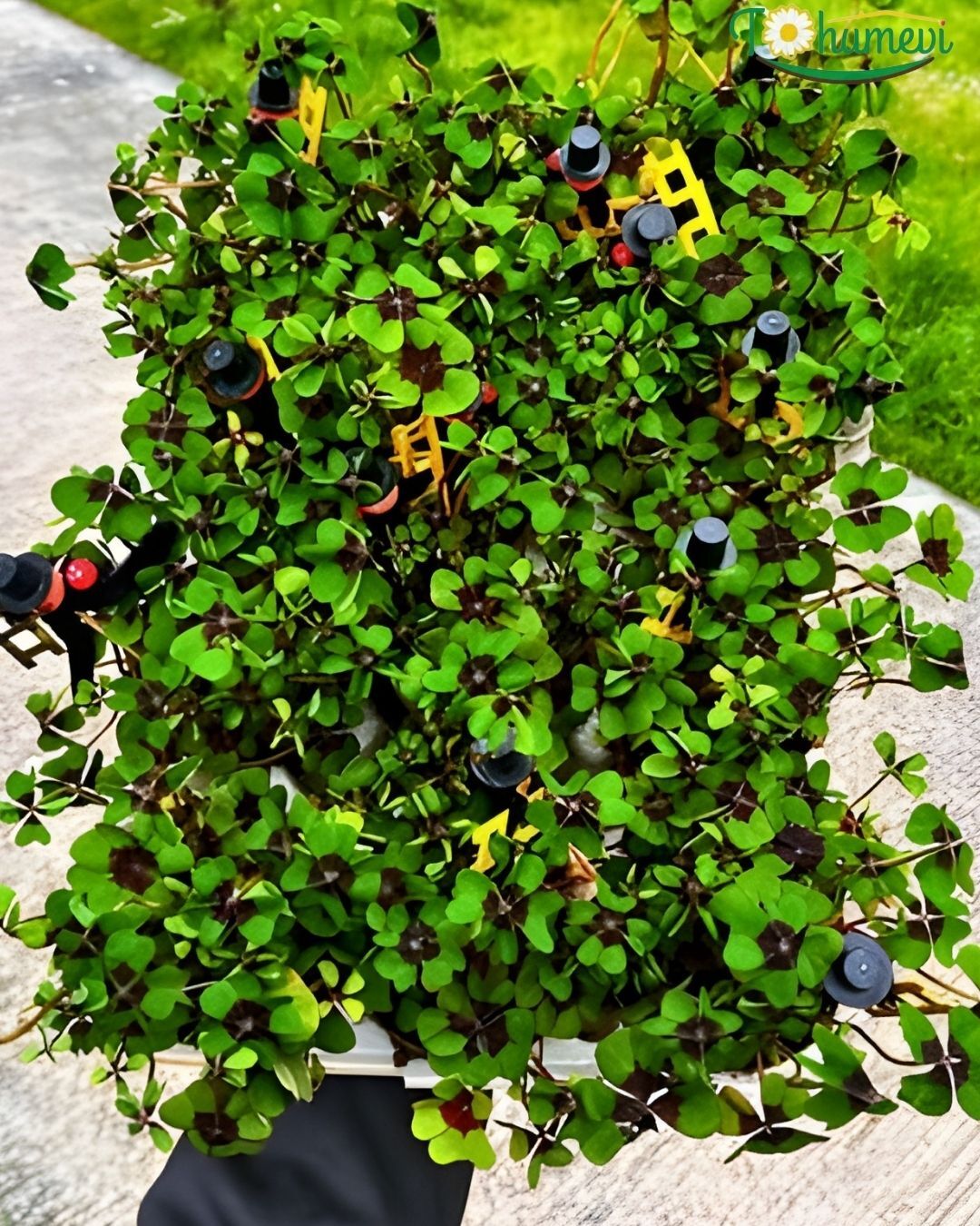 Oxalis Deppei - Süs Yoncası - 8,5 cm Saksı - Yılbaşına Özel Mini Saksı ...