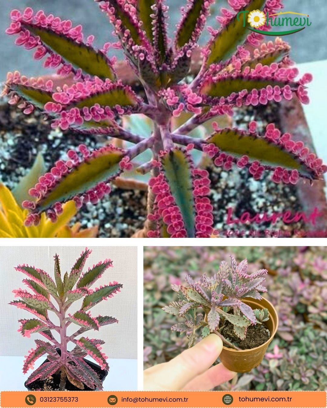Kalanchoe houghtonii ‘Pink Teeth’ – Pembe Aşkın Gözyaşı