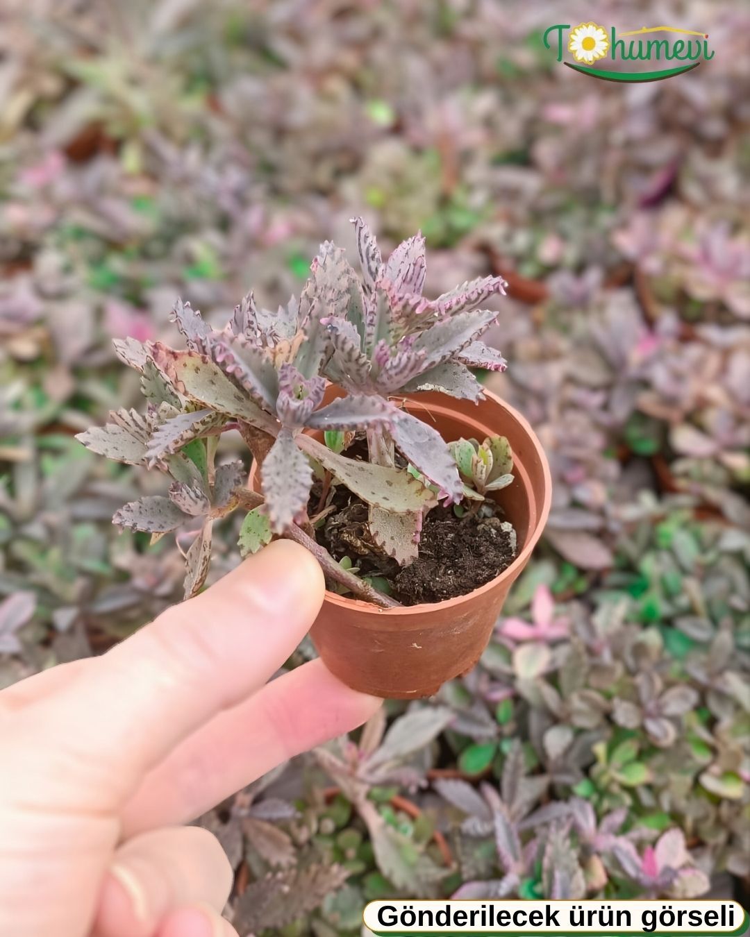 Kalanchoe houghtonii ‘Pink Teeth’ – Pembe Aşkın Gözyaşı