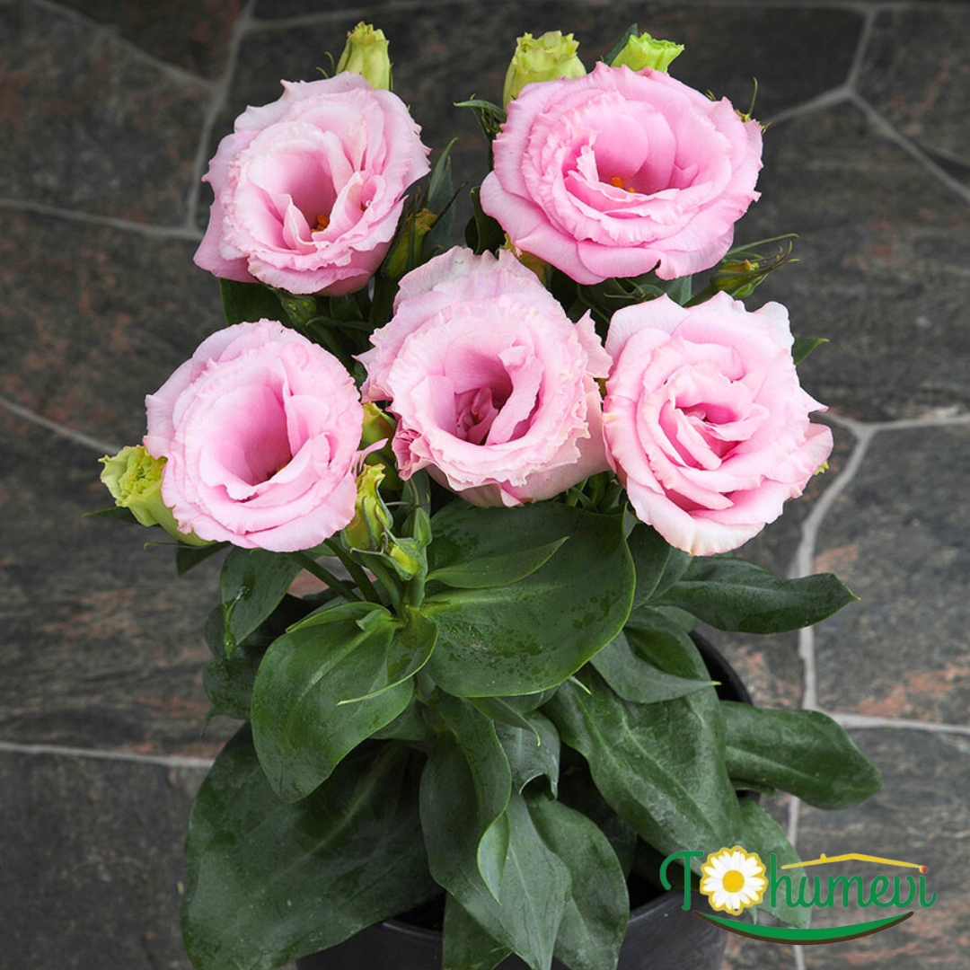 Bodur Lisianthus Tohumu – Eustoma julietta - Liseli Kız