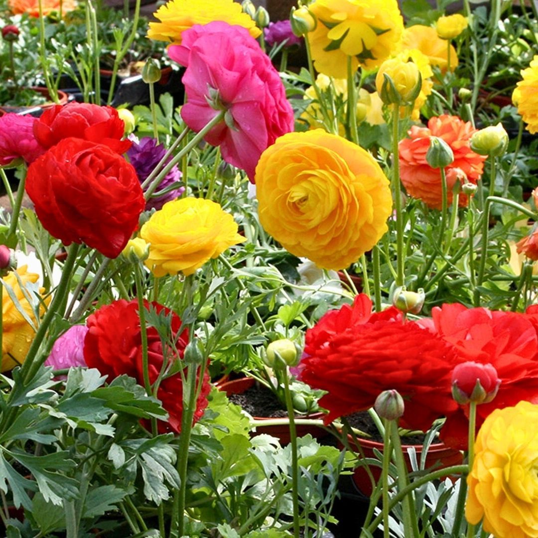 Ranunculus – Düğün Çiçeği Soğanı - Mix