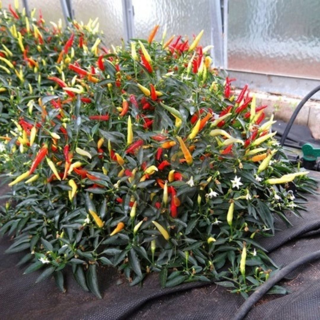 Sarı Süs Biber Tohumu Geleneksel – Chilly Chili