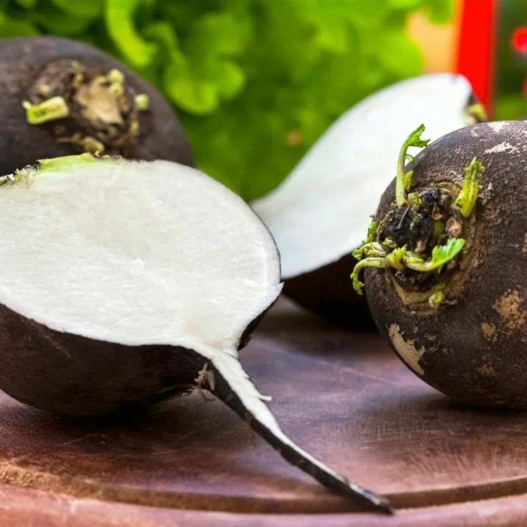 Siyah Turp Tohumu – Raphanus Sativus I. Var. Niger