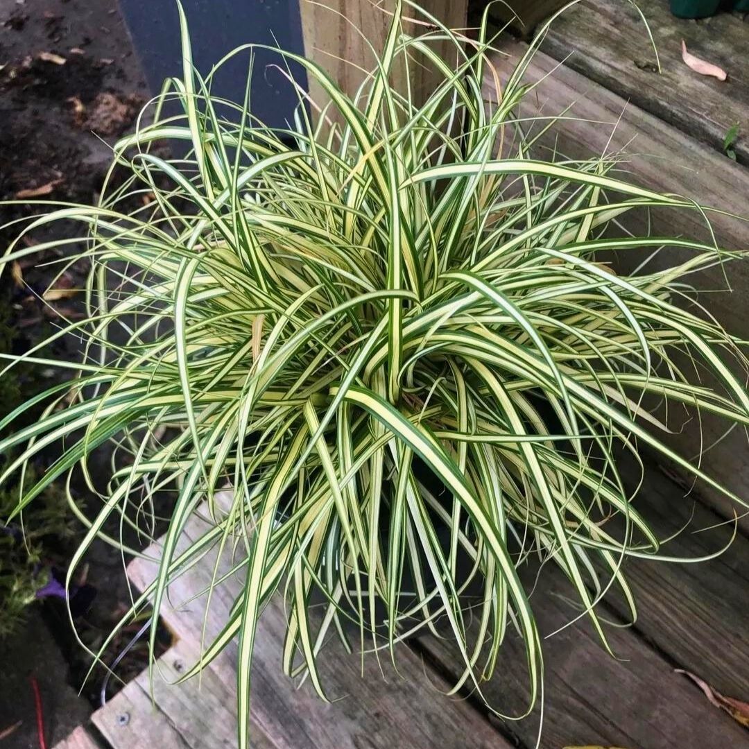 Kareks - Carex Oshimensis - Evergold