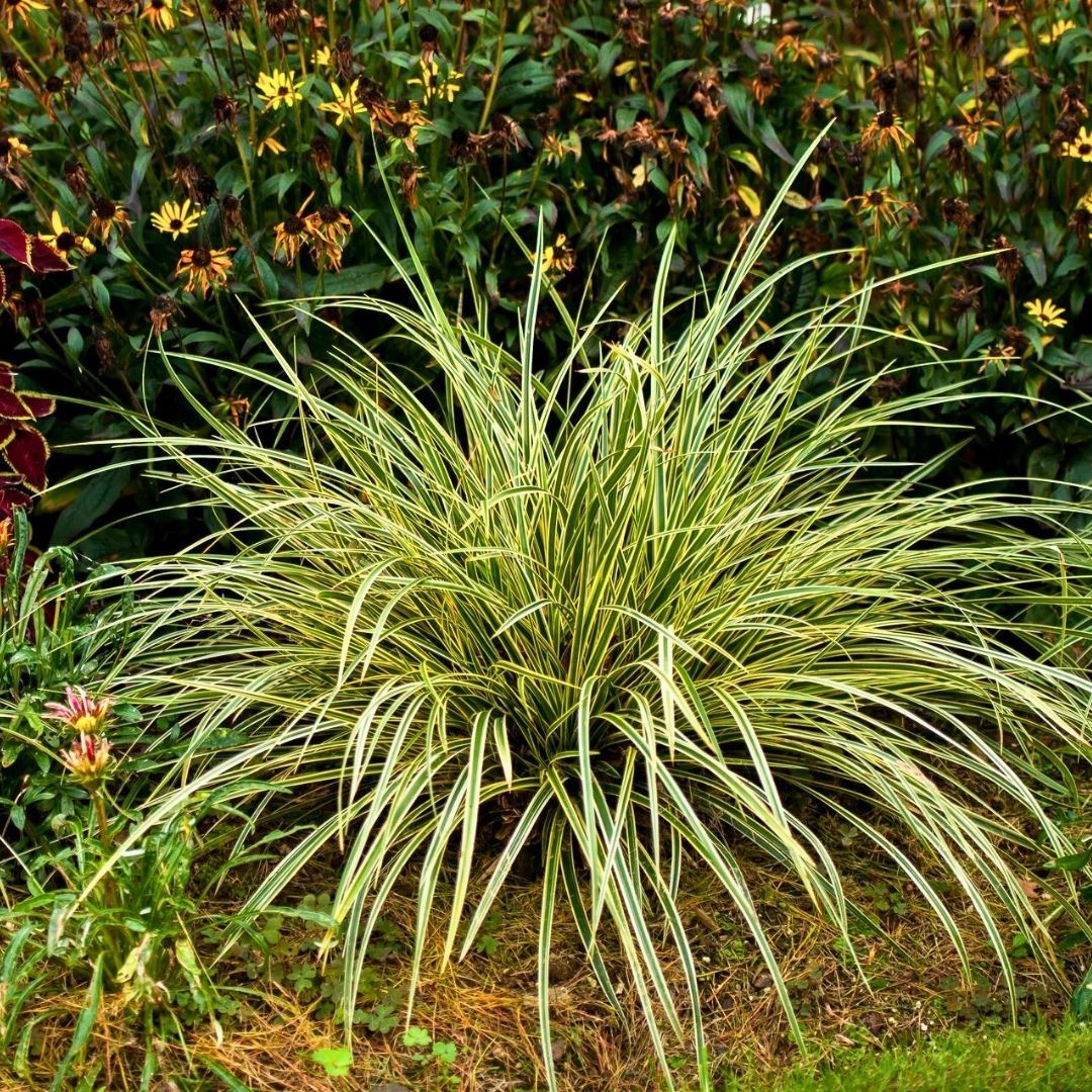 Kareks - Carex Oshimensis - Evergold