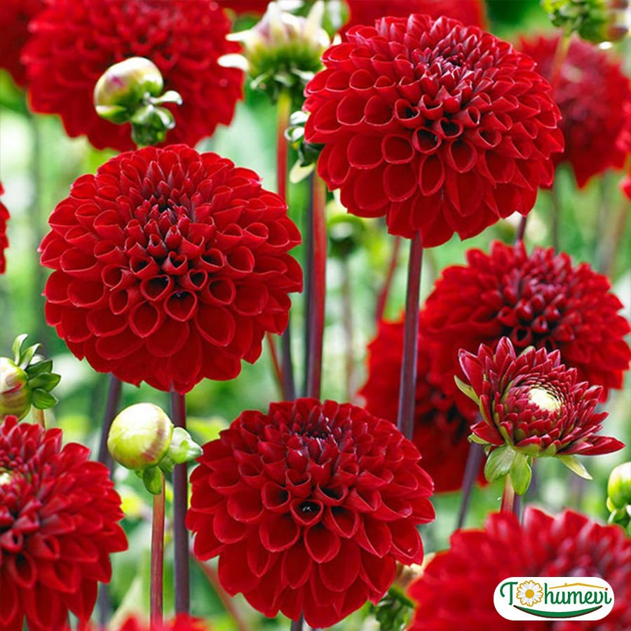 Dahlia Yıldız - Dalya - Patates Çiçeği Kök - Red Cap - Kırmızı