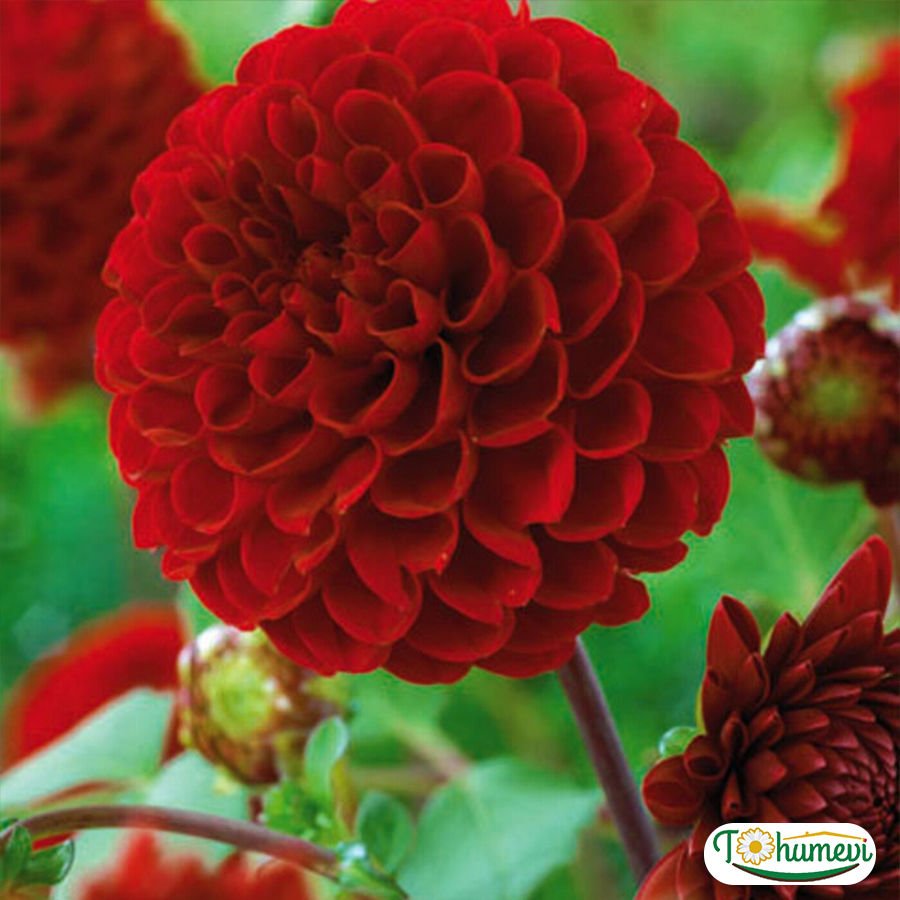 Dahlia Yıldız - Dalya - Patates Çiçeği Kök - Red Cap - Kırmızı