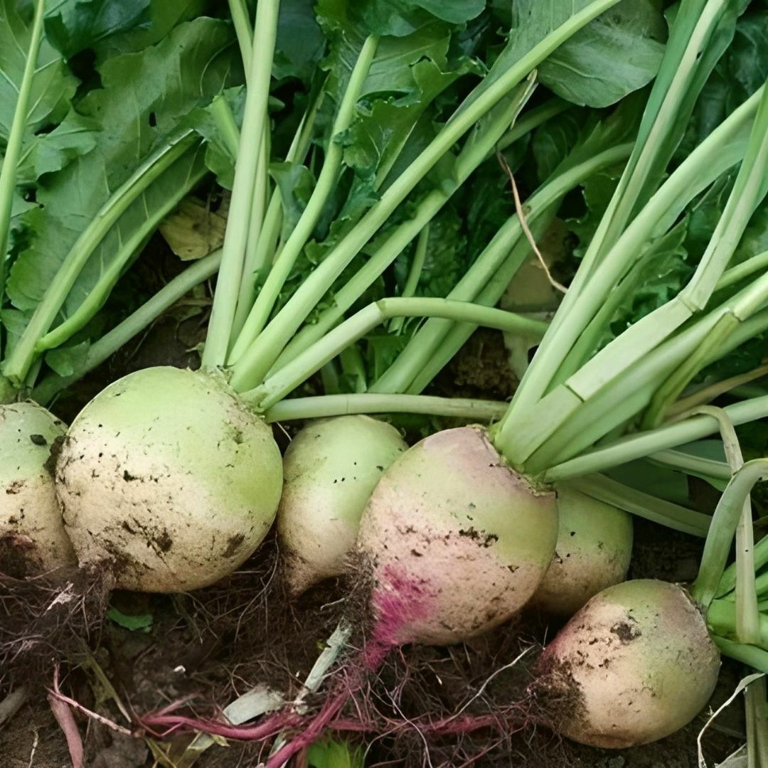 Çin Turpu Tohumu Geleneksel – Karpuz Turp