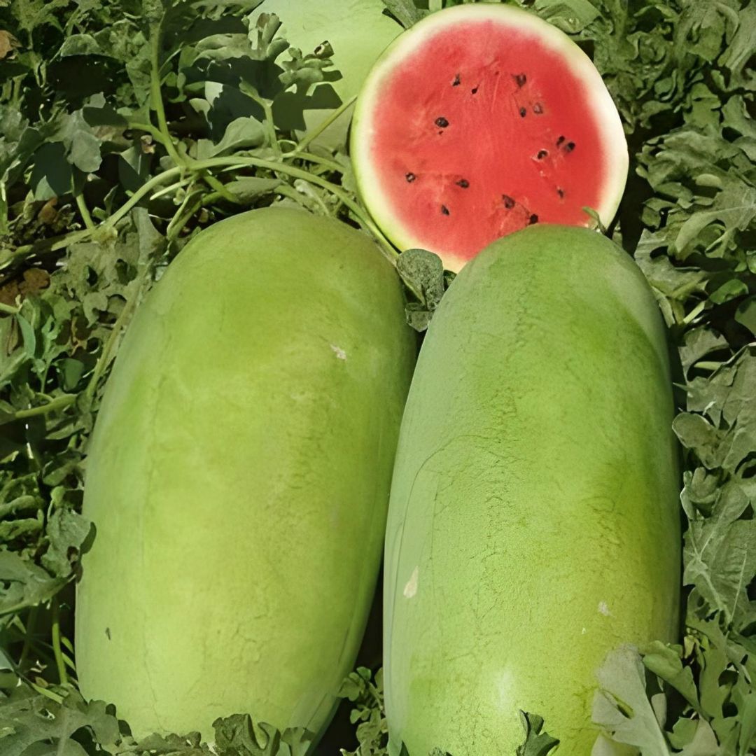 Çarliston Karpuz Tohumu - Charleston Gray Watermelon Seeds